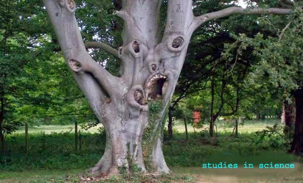 Top 19 funny trees
