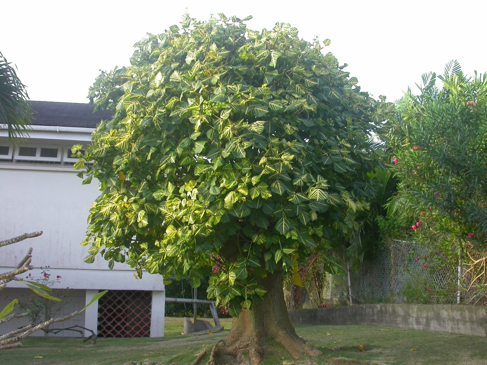 Barbados Flora & Fauna: Immortelle Trees