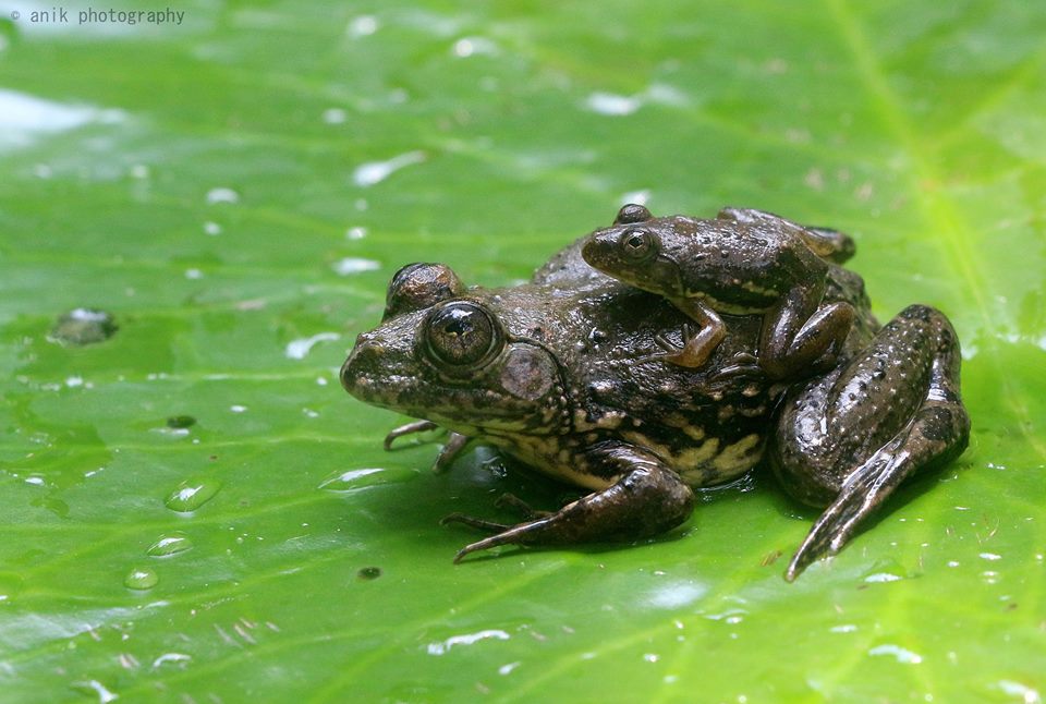 Frogs of Bangladesh: Skipper Frog