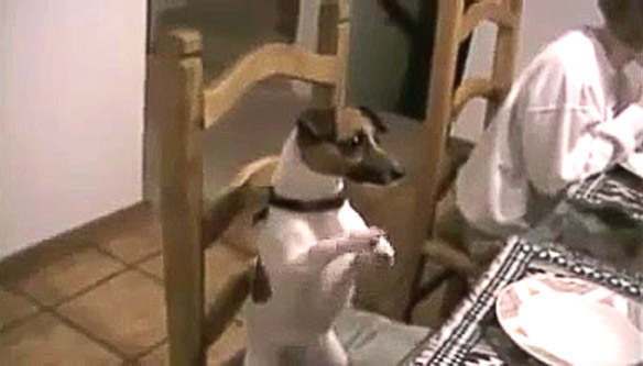 See the UNBELIEVABLE Ritual DOGS have before Eating! | BOLD and UNUSUAL ...