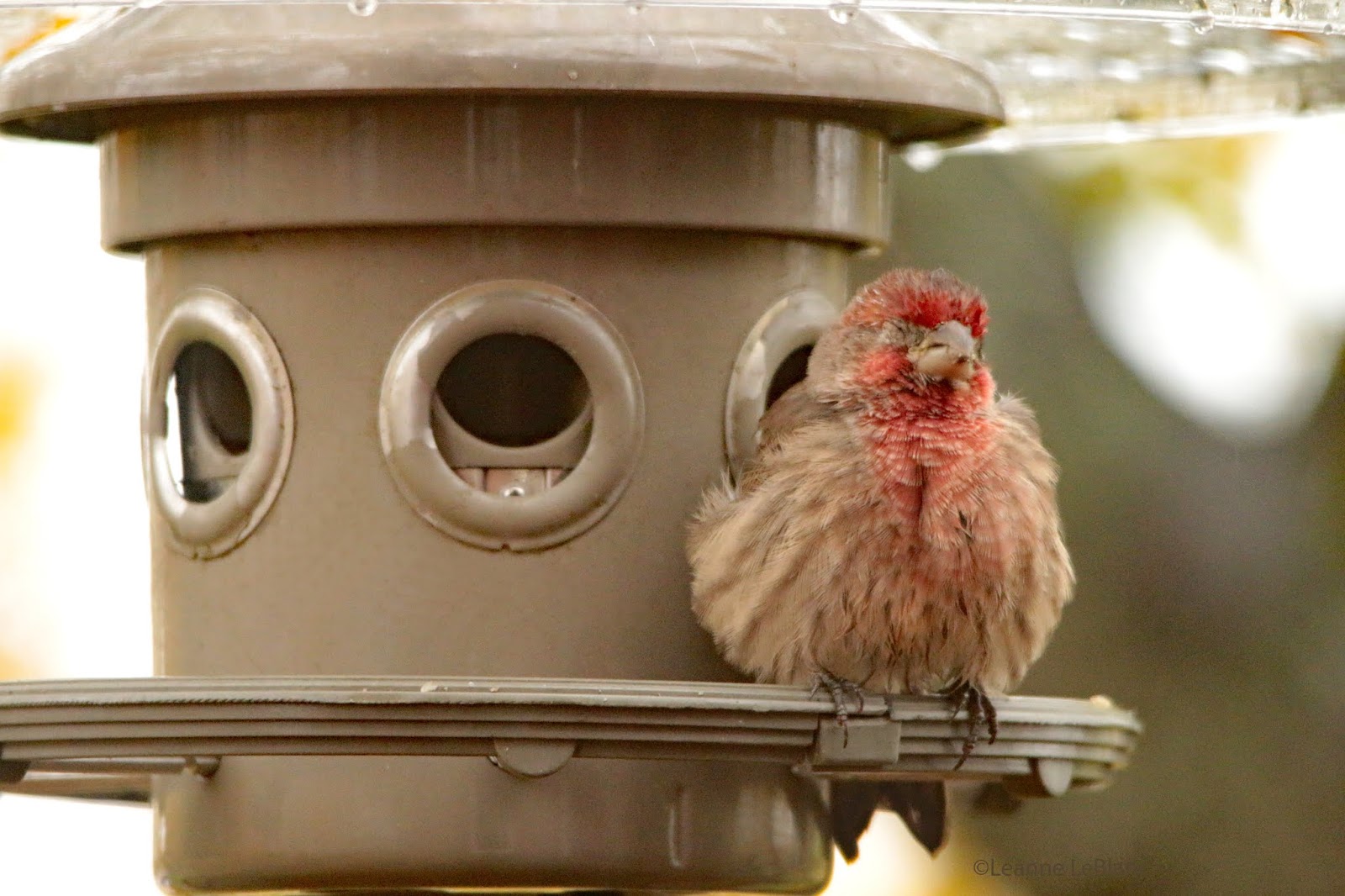How to Deal With House Finch Eye Disease | Nature Notes Blog