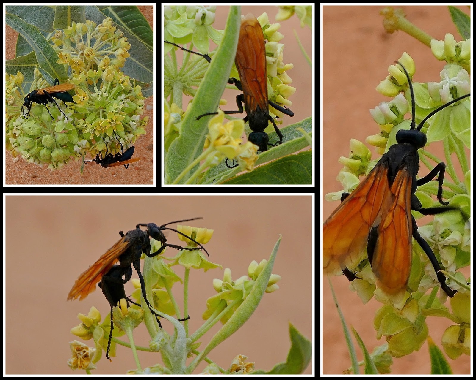 Ken's Photo Gallery: Tarantula Hawk Wasp (Pepsis species)