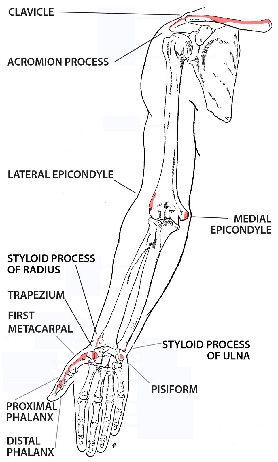 Term 1: Advanced Skills: Skeleton: Research