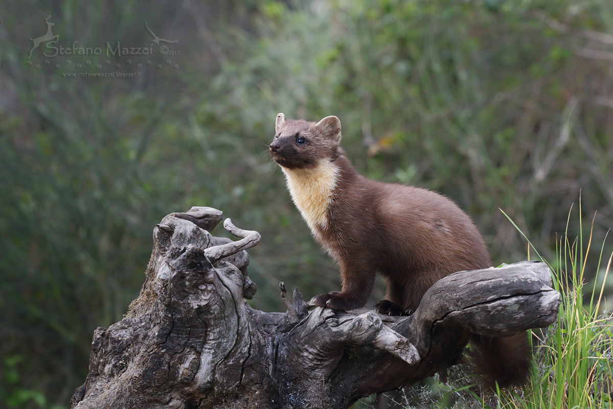 Stefano Mazzei wildlife photographer: La Martora ....