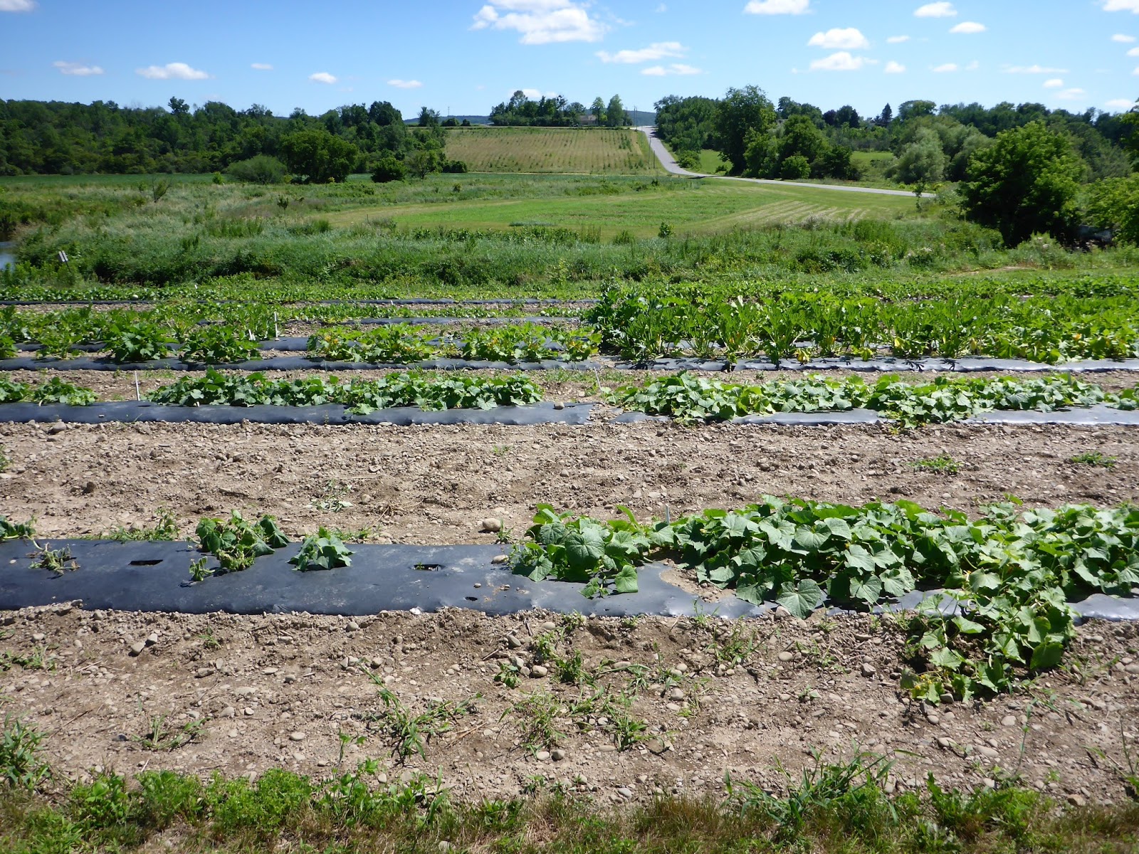 Have You Ever Picked A Carrot?: High Tunnels, Row Cover and Open Field ...
