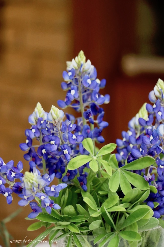 Botanic Bleu: Easter Table With Bluebonnets