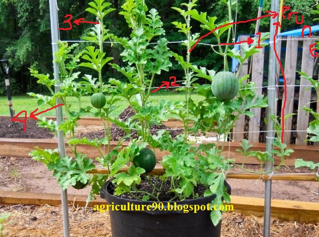 How to Grow Watermelons in a Container or Pot for Maximum Results