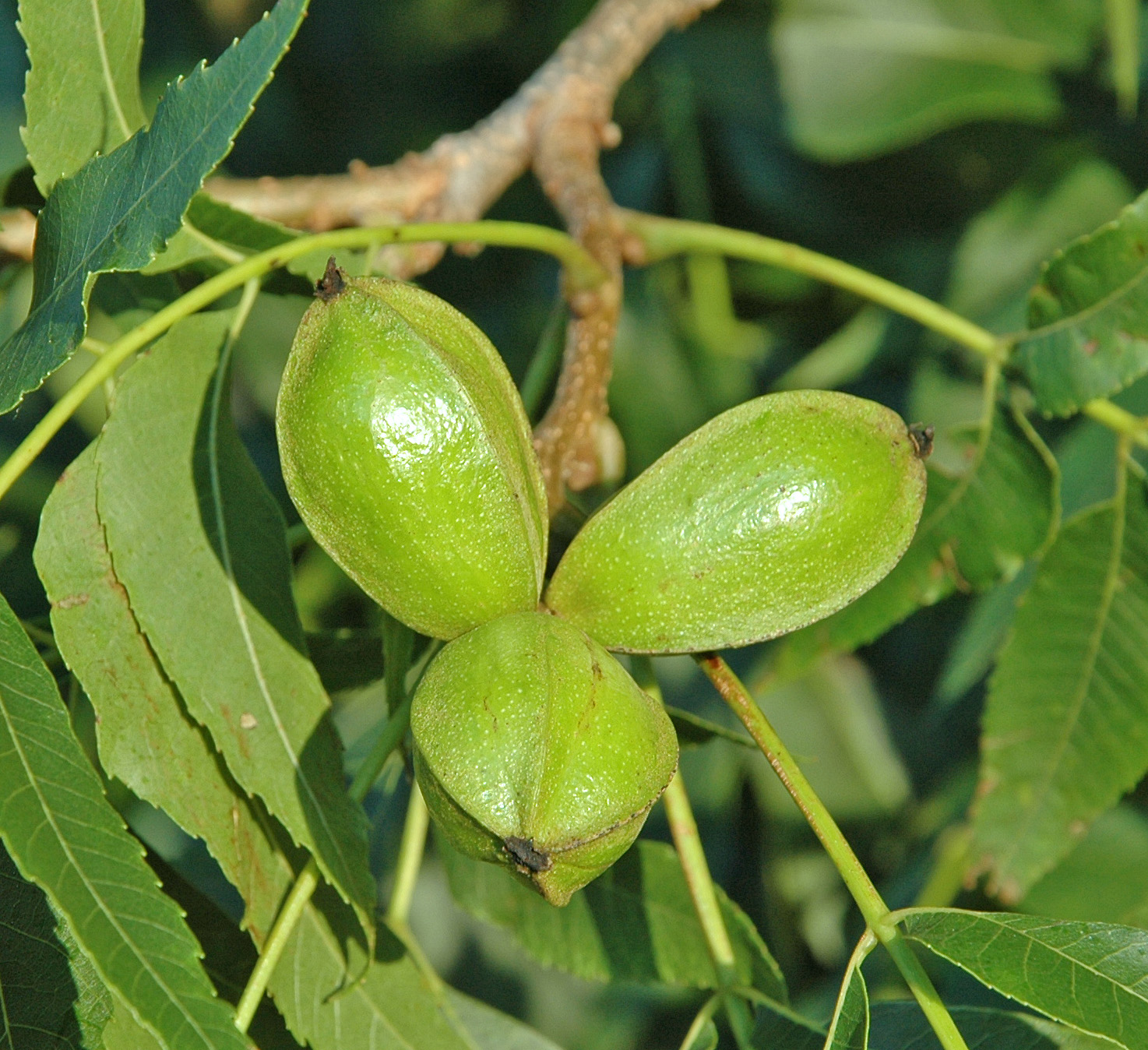 Northern Pecans: Good nut crop in pecan breeding plot