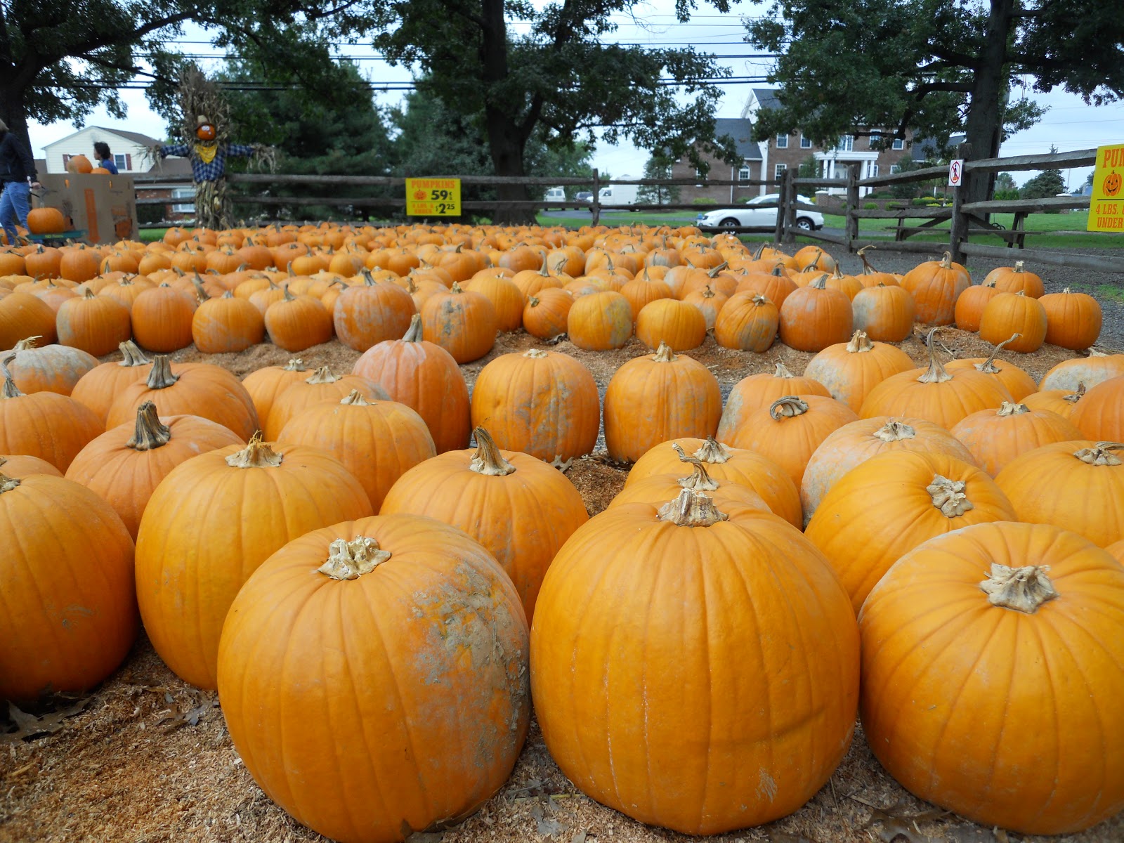 Working to live: All things pumpkin