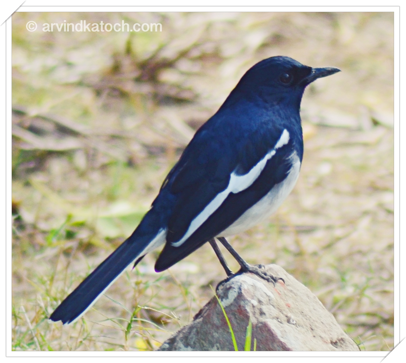 Oriental Magpie Robin (Copsychus saularis) Pictures and Detail