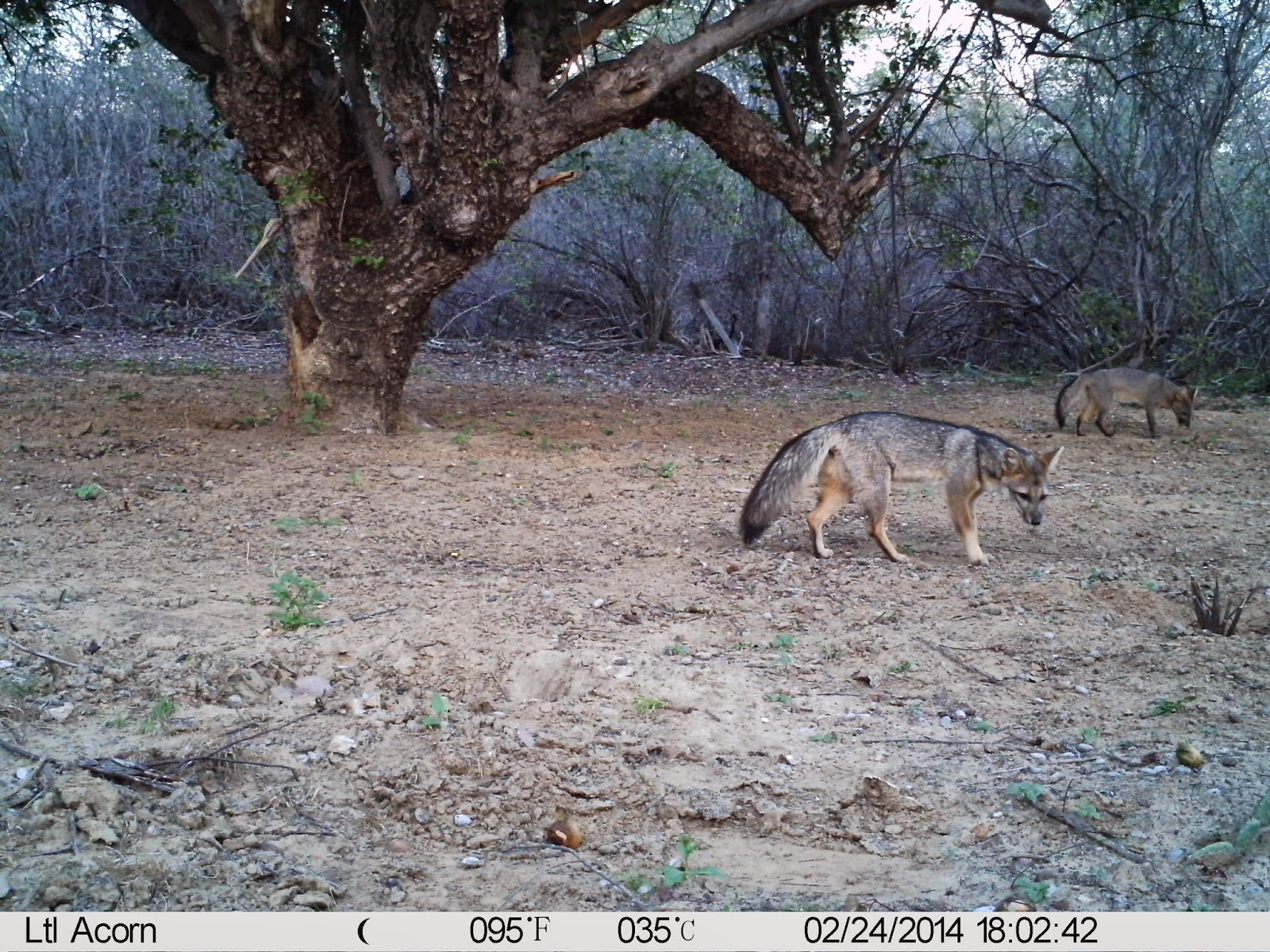 Fatos e Fotos da Caatinga: A beleza da fauna da caatinga
