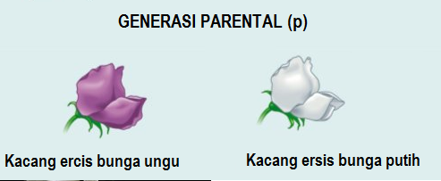 Catatan prestasi Guru Biologi: INVESTIGASI MENDEL TENTANG HEREDITAS