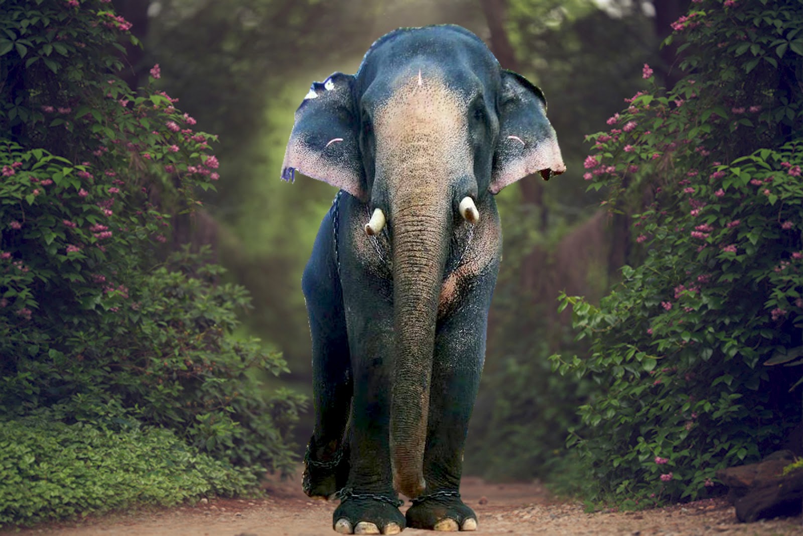 Kerala Elephants Images | Kerala elephants wallpapers HD | Kerala ...