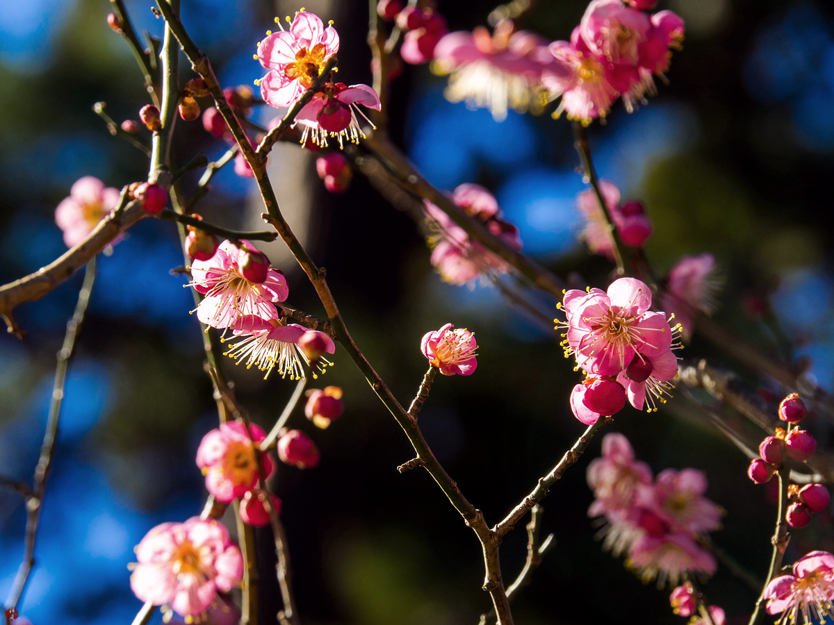 FROM THE GARDEN OF ZEN: February 2017