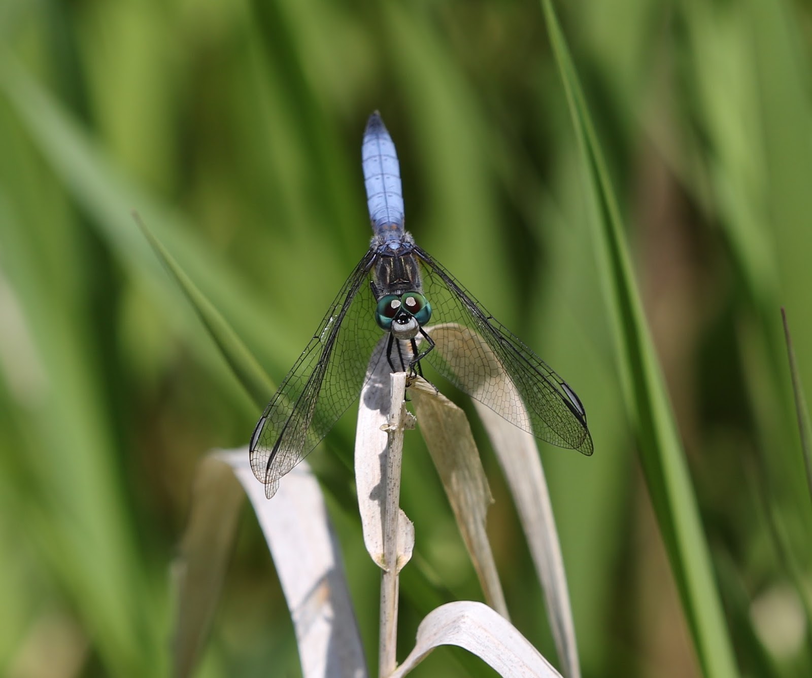 The Dragonfly Whisperer: Species Spotlight: Blue Dasher