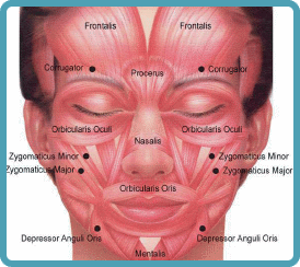 Medical Transcription: Facial muscles