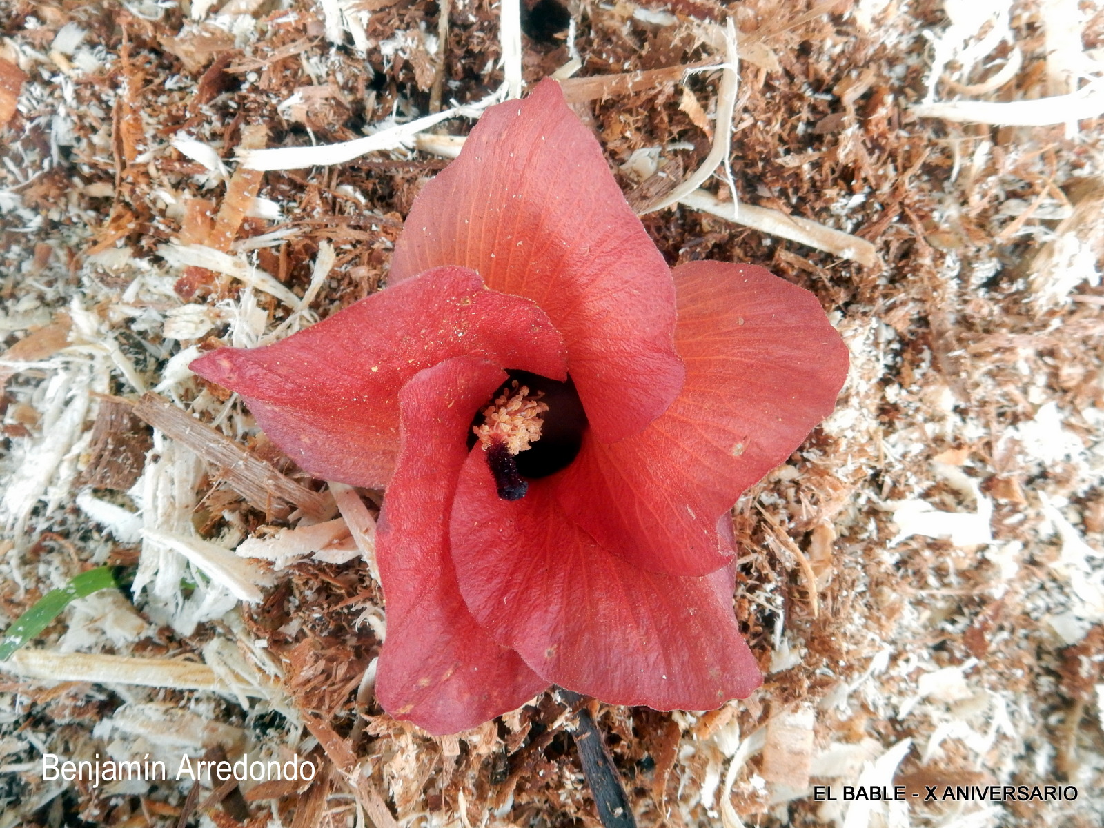 El Bable: De Oaxaca y sus flores