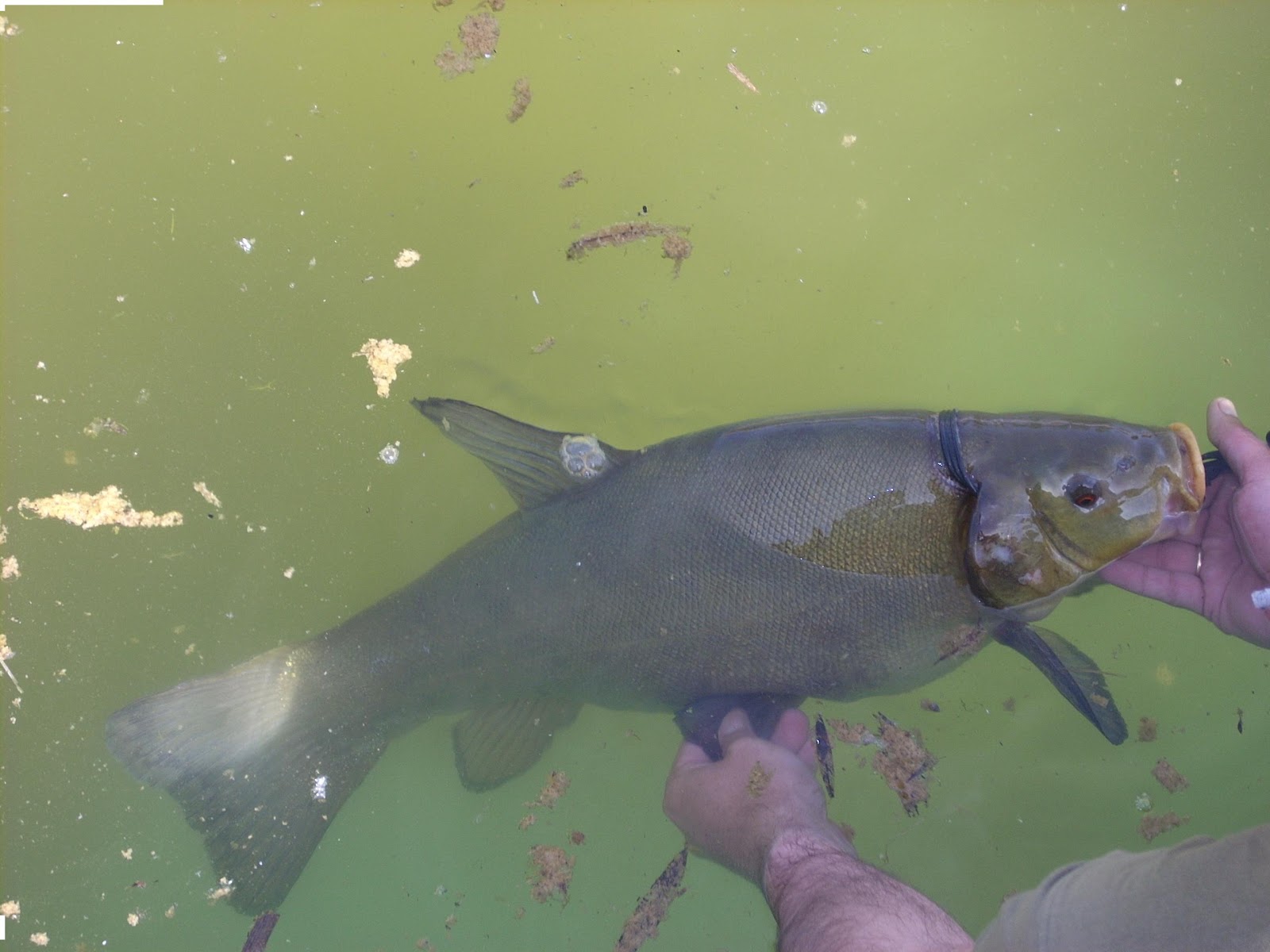 La pesca de la tenca: La tenca: Características y Morfología
