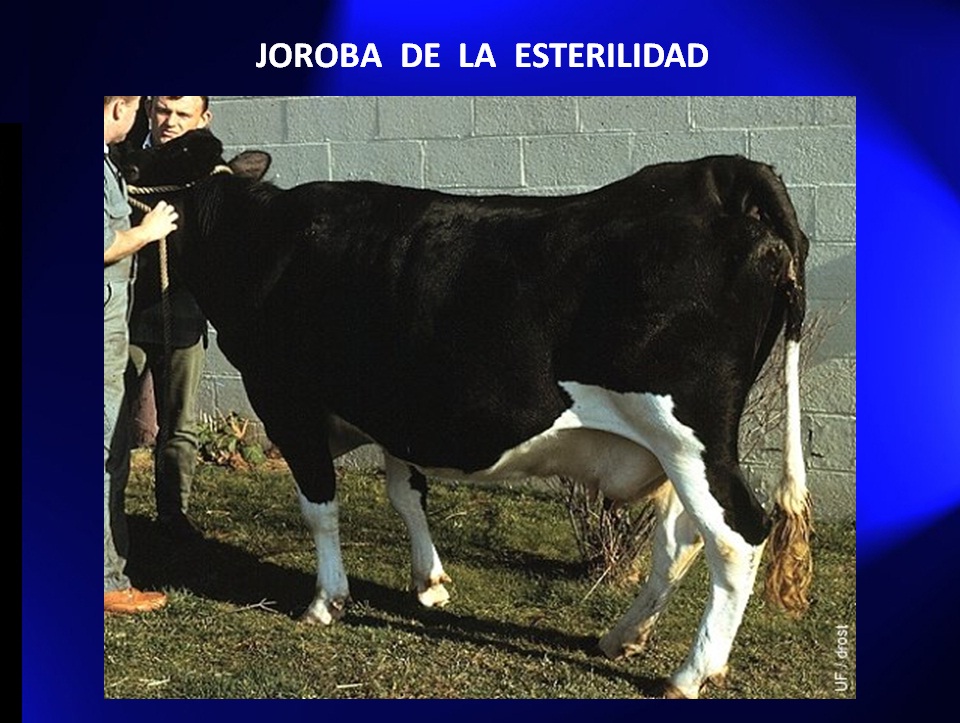 MANUAL DE PATOLOGIA REPRODUCTIVA BOVINA: PATOLOGIA DEL CICLO ESTRAL