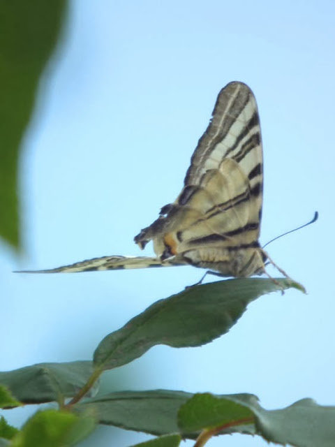 Loire Valley Nature: Scarce Swallowtail - Iphiclides podalirius