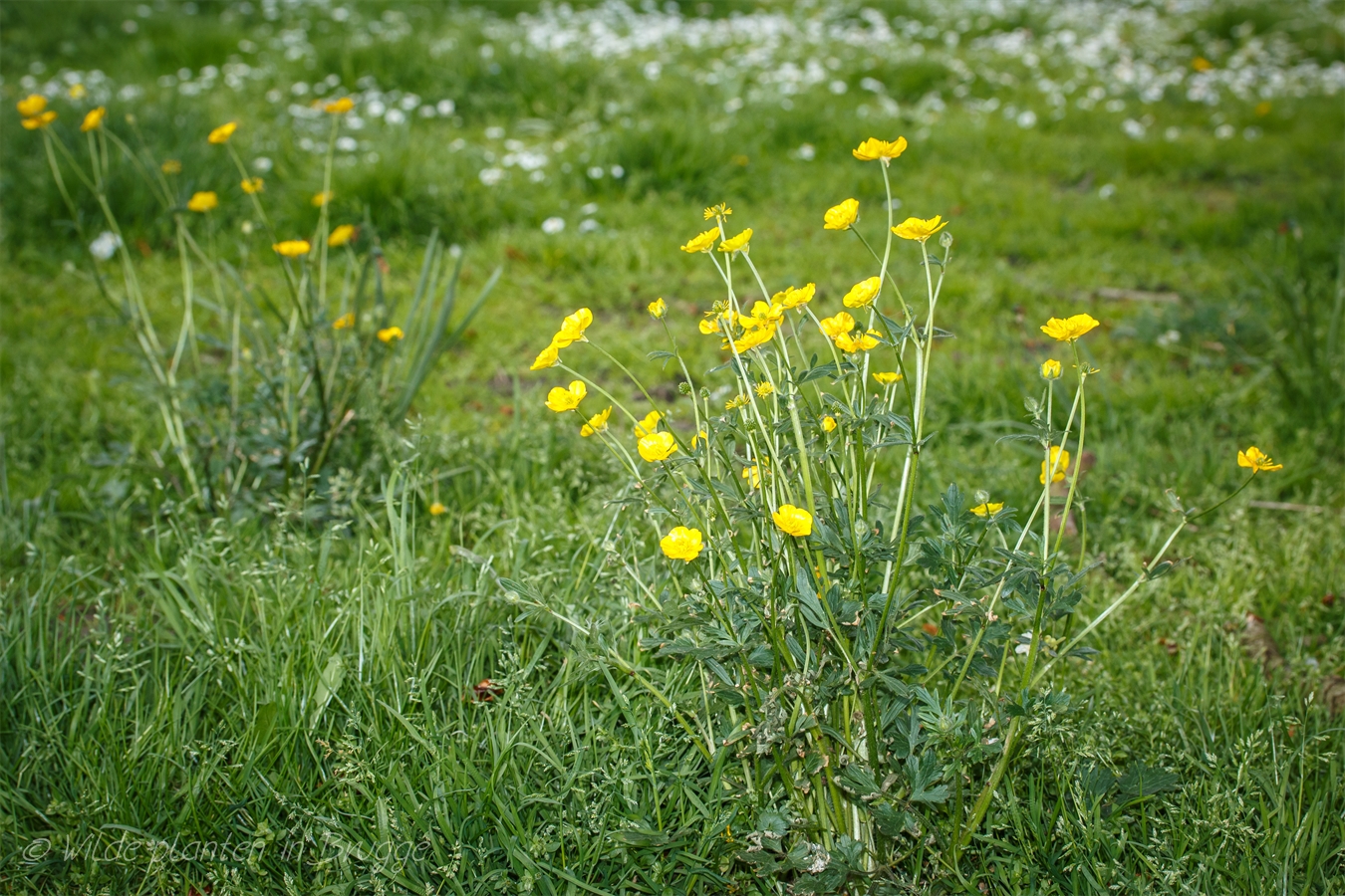 Wilde planten in Brugge: Scherpe boterbloem