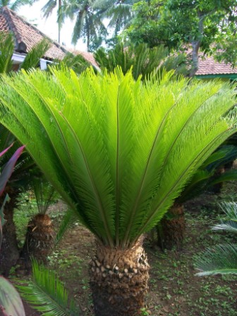 cycas rumphii: PAKIS HAJI