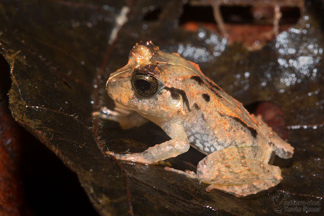 nature photography + herping : CR - Amphibians