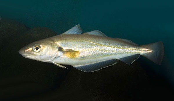 Mezgit nedir? Mezgit Balığı - Laf Sözlük