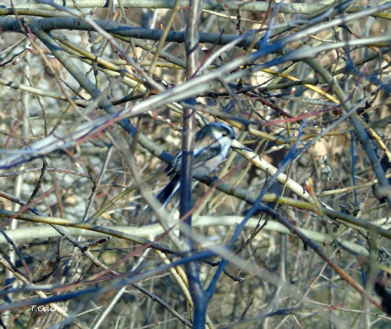 PASARI DIN ROMANIA: PITIGOI CODAT, Aegythalus caudatus