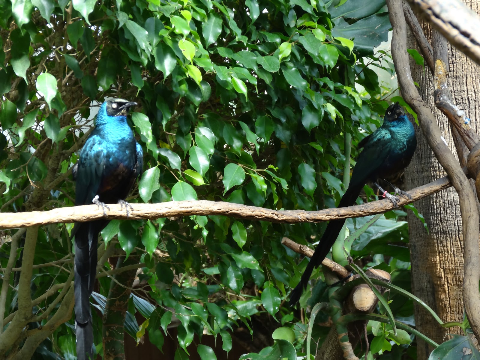Stu @ the Zoo: Are birds boring?