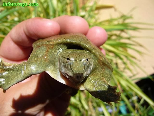 ANIMALS DESCONEGUTS: La tortuga de petxina tova