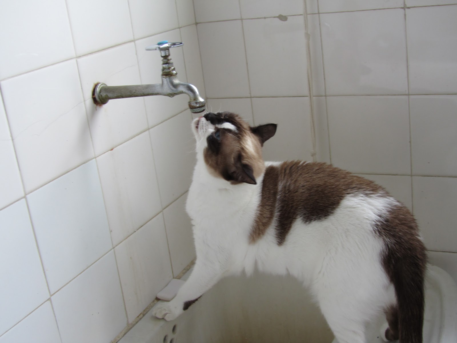 SOS Animal com amor: Porque os gatos preferem água corrente