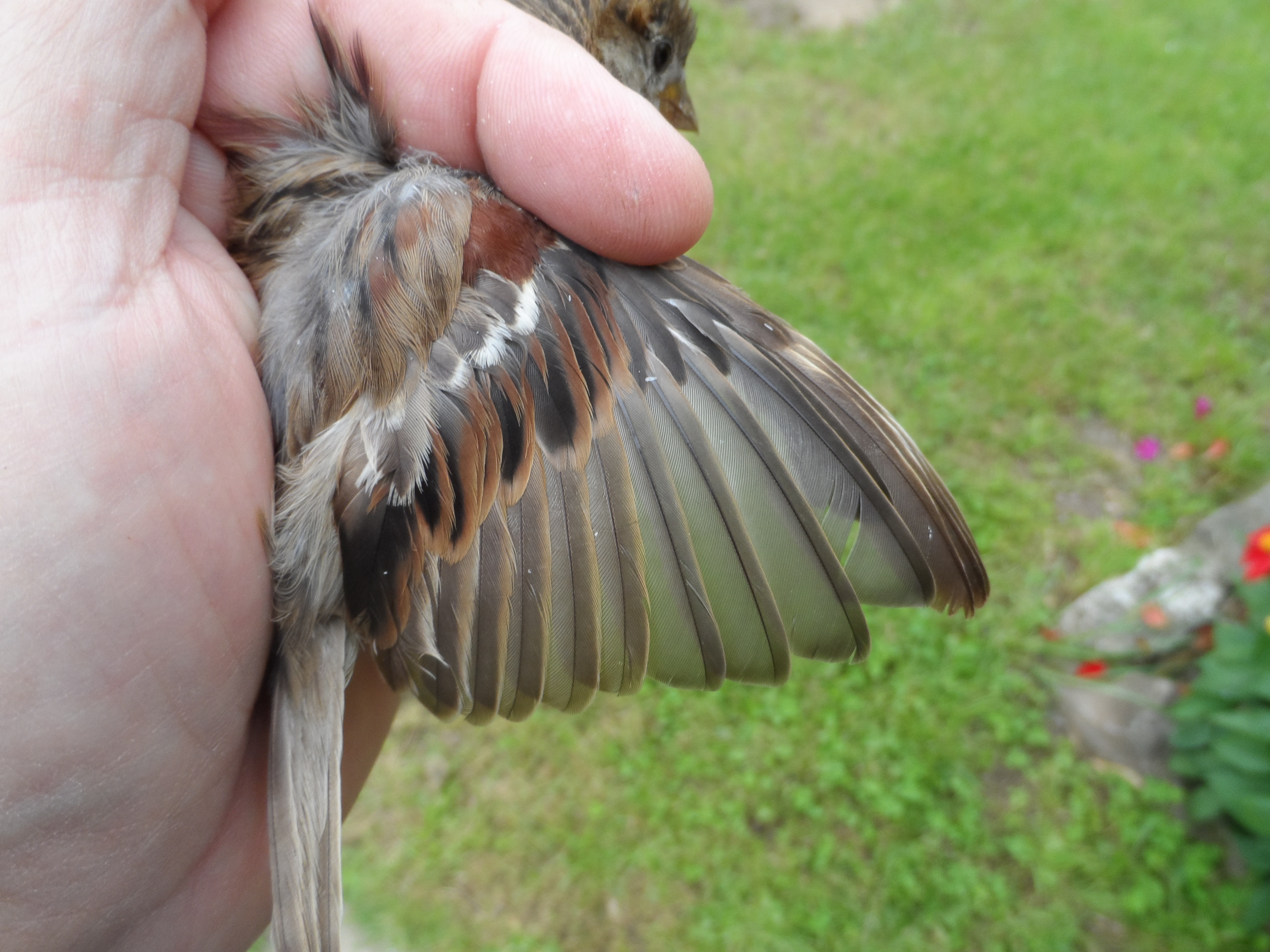Teifi Ringing Group: House Sparrows