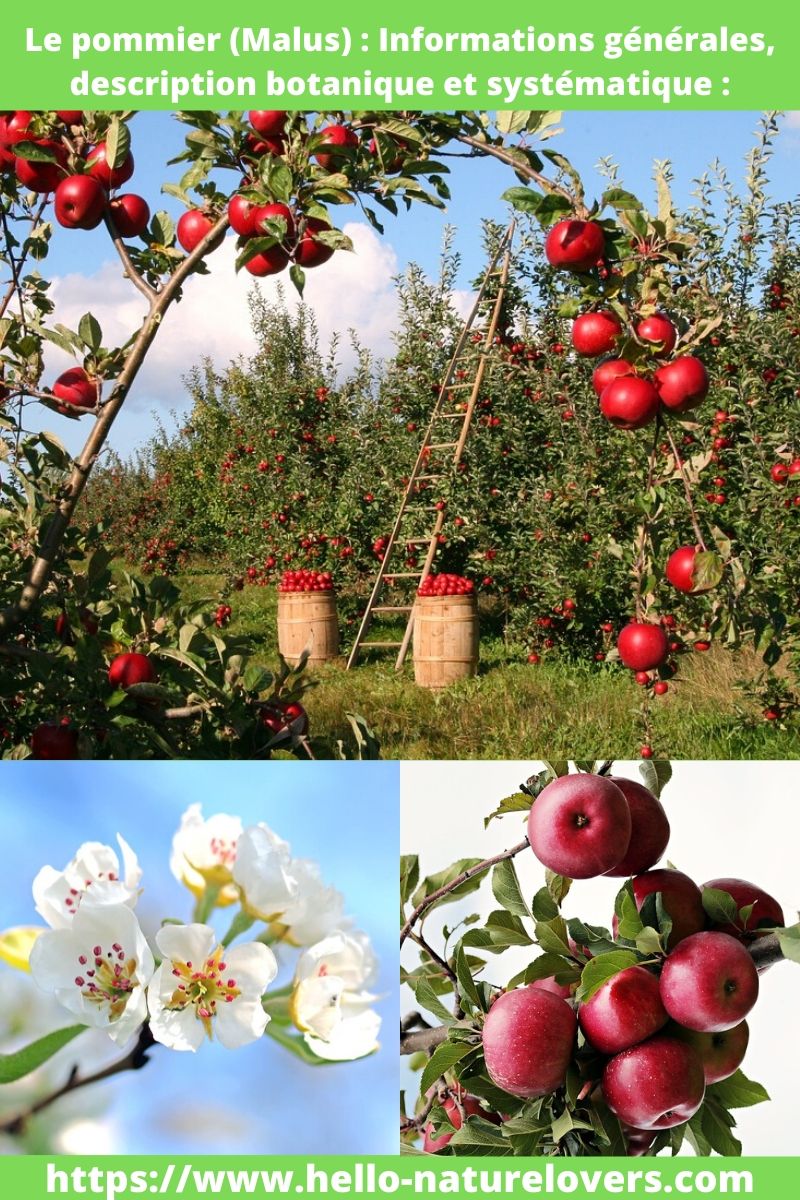 Le pommier (Malus) : Informations générales, description botanique et ...
