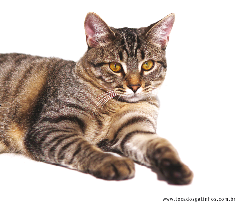 Calendário da Toca dos Gatinhos 2016: Noel, um lindo gato tigrado ...