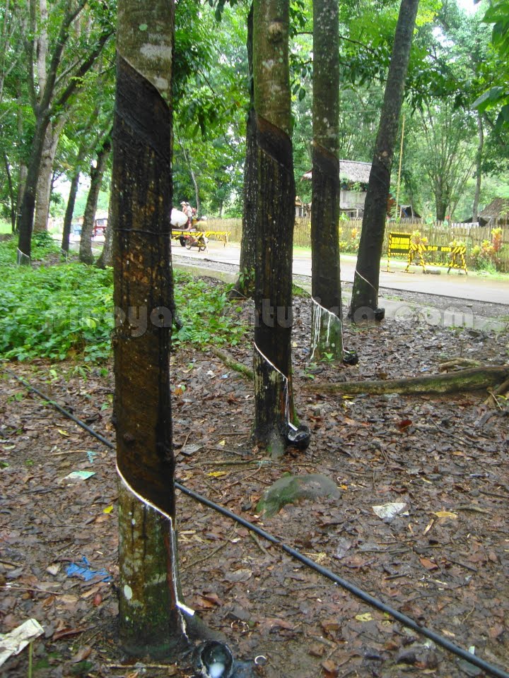 Basilan - Road Trip to the Rubber Plantations | Blogs, Travel Guides ...