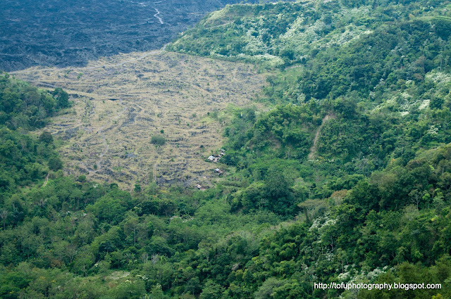 Tofu Photography: Volcanic vegetation