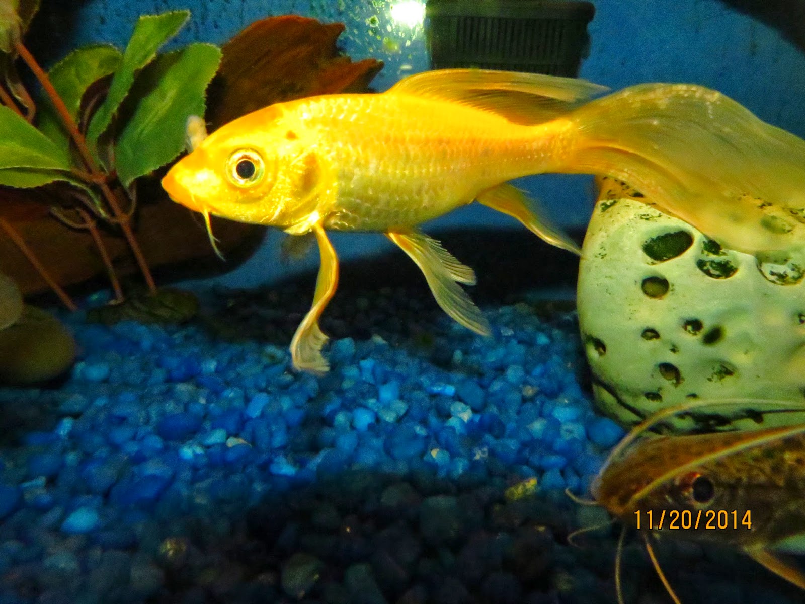 Animals In the Shadows: Cyclops