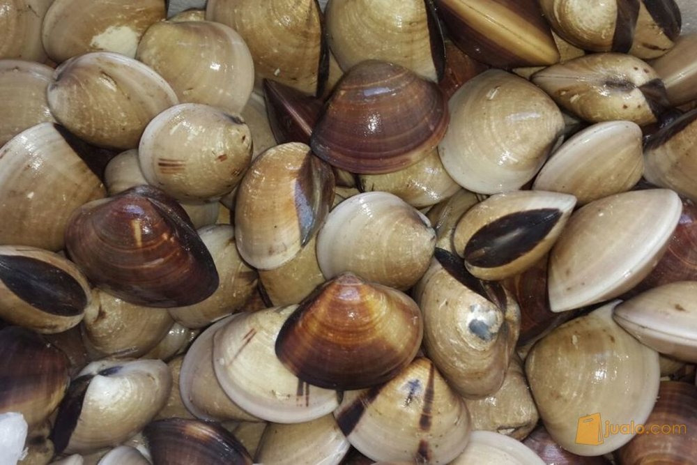 8 Hewan Berkhasiat Obat - OBAT NATURALS