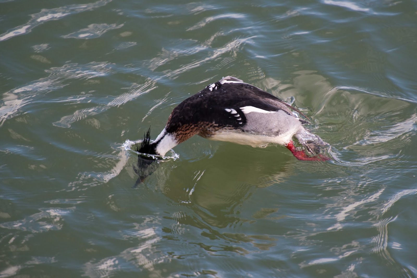Le Golfe du Morbihan dans tous ses états !: Un harle huppé chasse aux ...