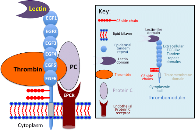 Variantes de la secuencia THBD(thrombomodulin) potencialmente ...