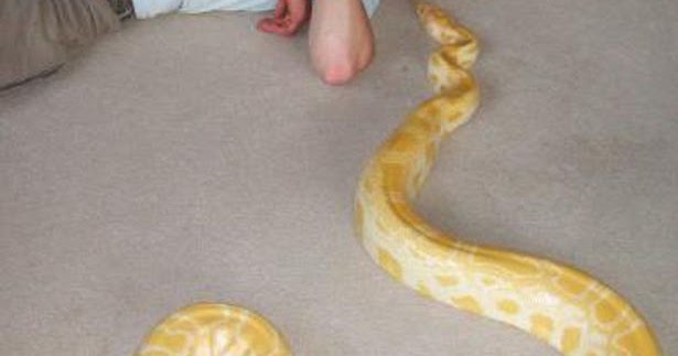 WILDLIFE LOVER SUSPECTED TO HAVE BEEN KILLED BY PET PYTHON