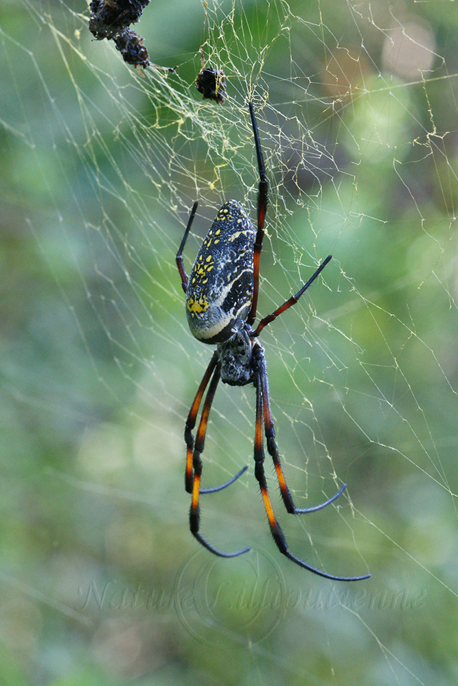 Photo Nature Lilliputienne (macrophotographies): Nephila inaurata ...