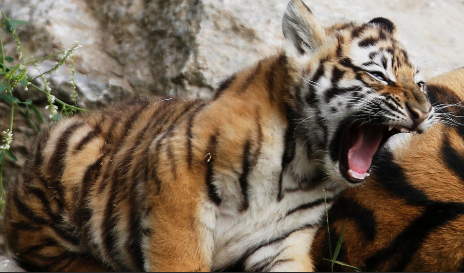 Cantinho da Francicleide: Filhotes de tigre-siberiano