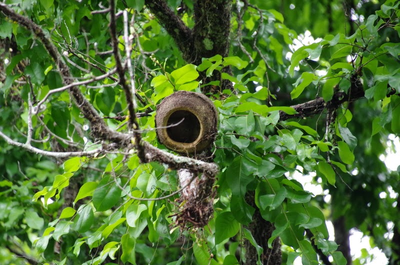 Trees and Plants: Monkey Pot (Sapucaia Nut Tree)