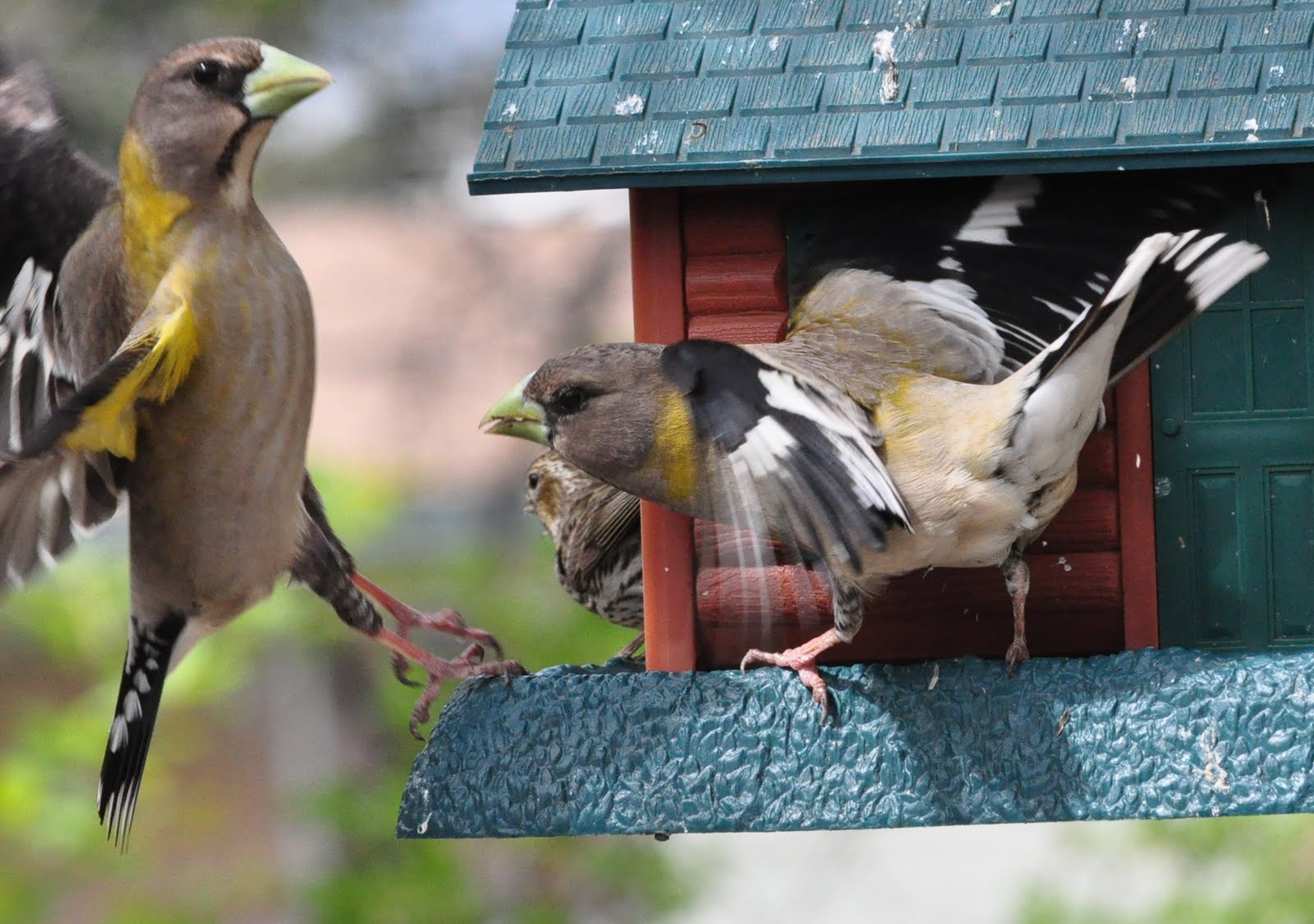 Birds of Madison County: Evening Grosbeaks visit my backyard