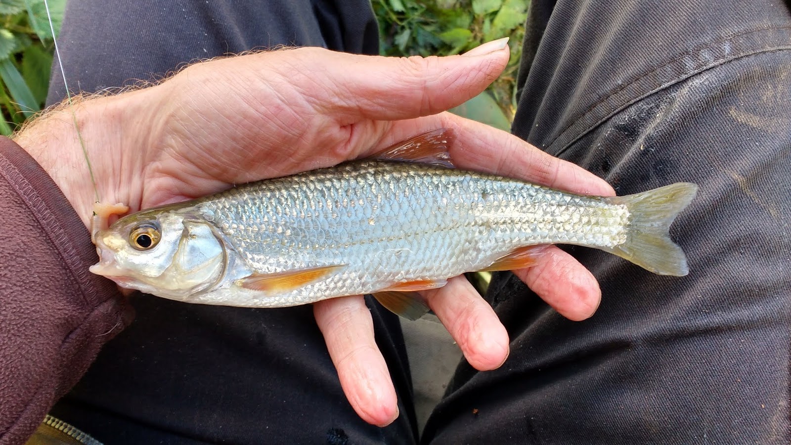 Jorvik Angler: River Go Up, River Go Down, River Go Up