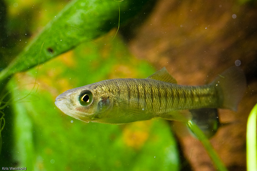 Fishes Images: Banded killifish