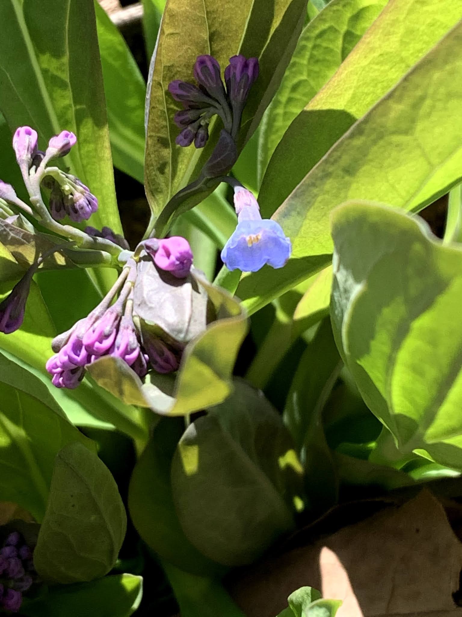 West Virginia Native Wildflowers-The Big Year, 2013