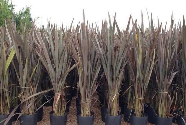 Jardinismo na Rede: PRODUTOS COMPRA ONLINE